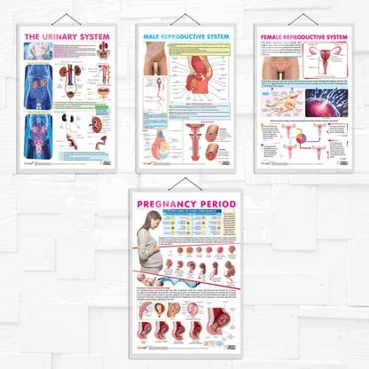 THE URINARY SYSTEM, MALE REPRODUCTIVE SYSTEM, FEMALE REPRODUCTIVE ...