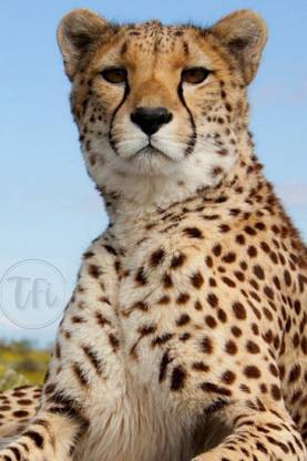 Wildlife Cheetah Poster | Jungle Cheetah Posters for Room | Unframed ...