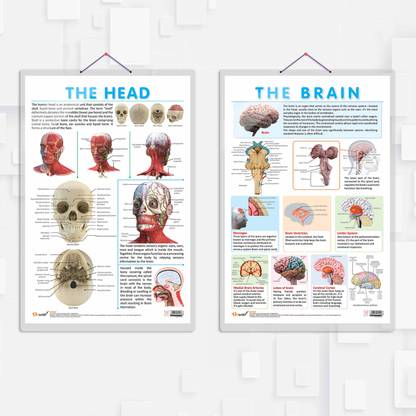 THE HEAD chart and THE BRAIN chart | combo of 2 Chart | Cranial ...