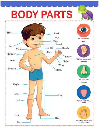 Body Parts Chart For Kids Poster for Home Office and Student Room Wall ...