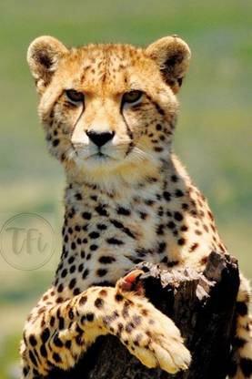 Wildlife Cheetah Poster | Jungle Cheetah Posters for Room | Unframed ...