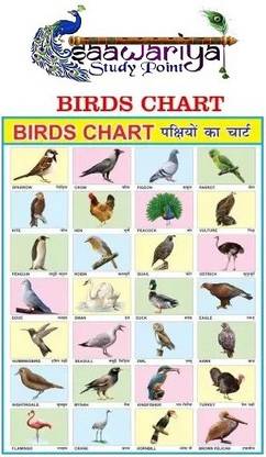 Learning Educational Charts for Kids | Birds Chart For Kids | Gloss ...