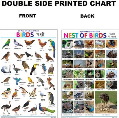 Birds and Their Nest Educational Wall Chart For Kids - Both Side Hard ...