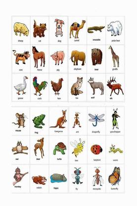 Animals Name Chart Poster with Gloss Lamination Paper Print - Children ...