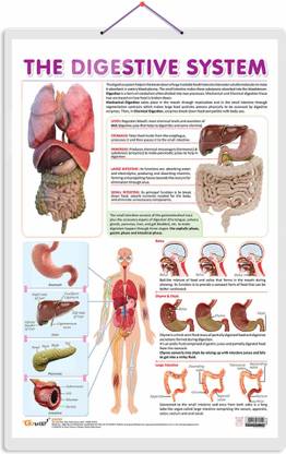 THE DIGESTIVE SYSTEM CHART | Journey through the Digestive System: Comprehensive Anatomy Chart ...