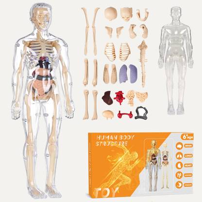 SPEEDFOX 3D Human Anatomy Model Kit for Kids – Educational DIY Body ...
