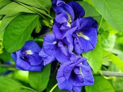 HALDER Aparajita/ Butterfly Pea Plant Price in India - Buy HALDER ...