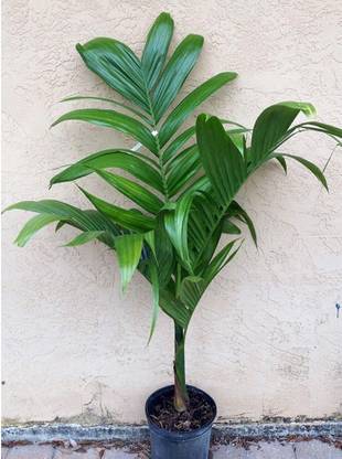 Bakuchi Betel Nut/Supari Plant Price in India - Buy Bakuchi Betel Nut ...