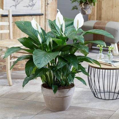 HALDER Peace Lily Plant Price in India - Buy HALDER Peace Lily Plant ...