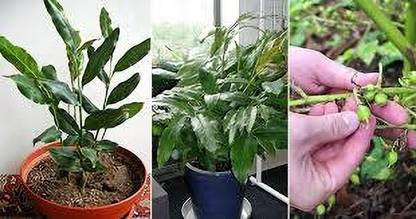 GreensFord Elaichi/Cardamom Plant Price in India - Buy GreensFord ...