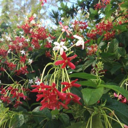 GreenyOn Madhumalti/Rangoon Creeper Price in India - Buy GreenyOn ...