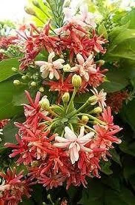 Greenery Nursery Madhumalti/Rangoon Creeper Price in India - Buy ...