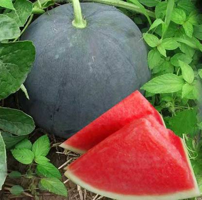 Kingdom Black Diamond Watermelon Seed Price in India - Buy Kingdom ...