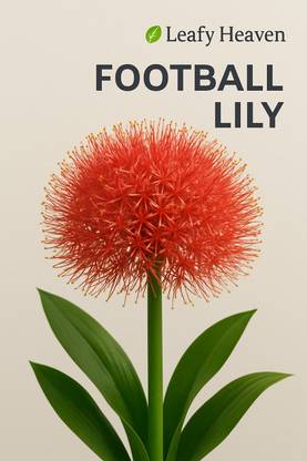 Leafy Heaven Football lily Flower bulbs for indoor and outdoor ...