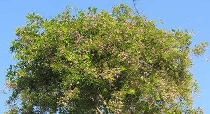 ASPEN Punga Maram | Pongam | Honge Mara Millettia Pinnata Healthy Live ...