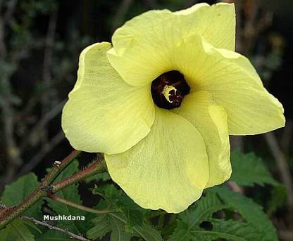 Faabiie Mushk dana, Musk Dana, Muskdana, Ambrette, Abelmoschus ...