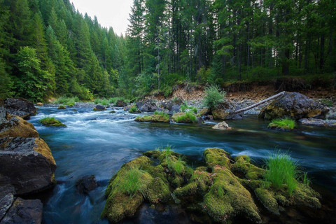 beautiful forest river