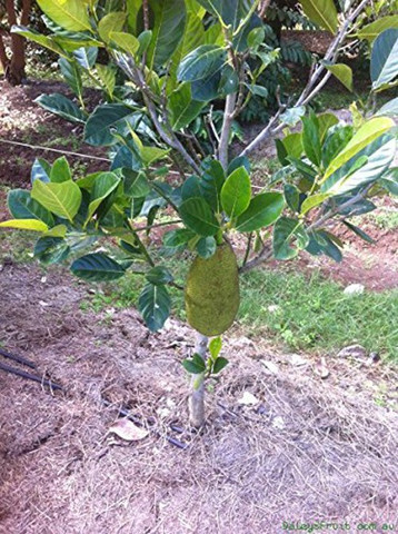 dwarf grafted jackfruit tree