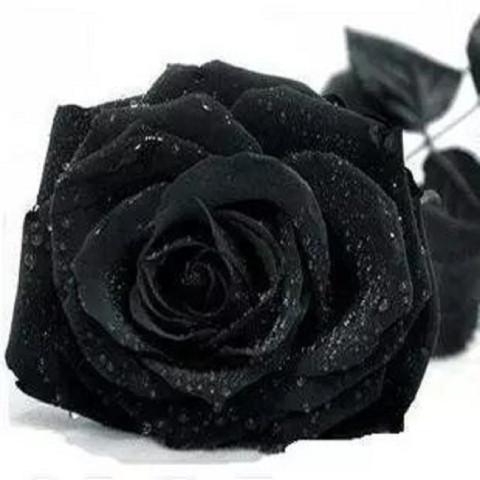 black rose artificial