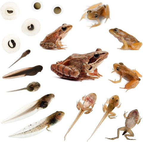 tadpole frog kit