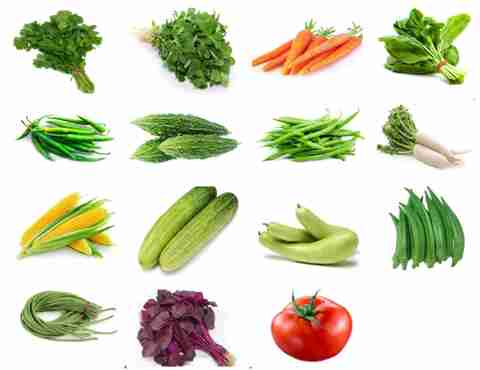 connifer Indian Vegetable Seeds Combo for Home Garden/Terrace Garden ...