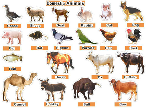 pet animals name