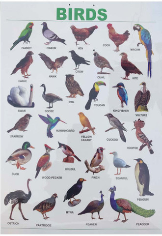 birds chart hd