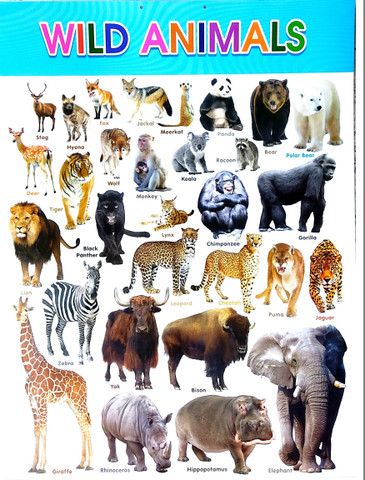 wild animals chart