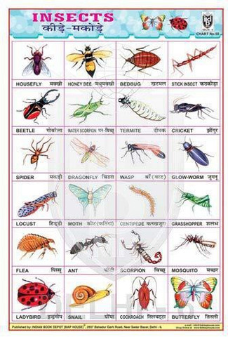 insects chart