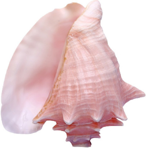pink conch shell
