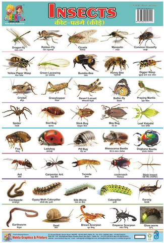 insects chart hd