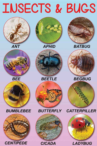 insects and bugs list