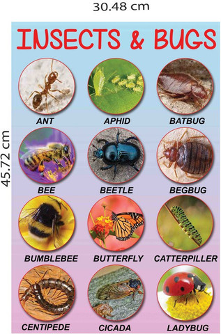 insects names list