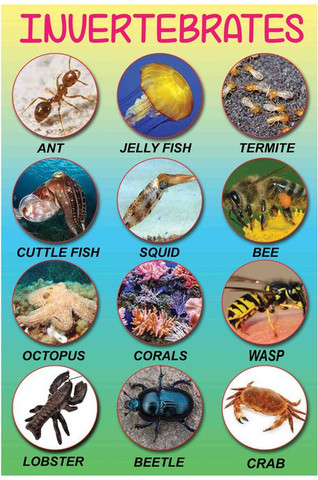 invertebrates chart