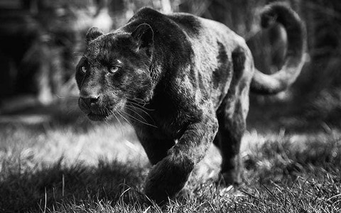 black panther attack