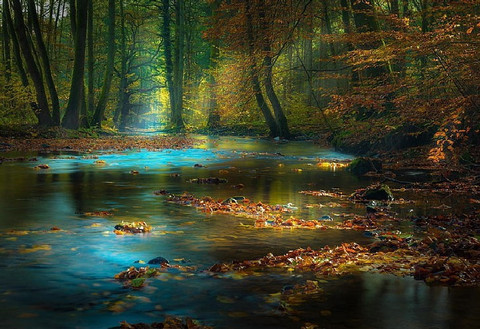 forest river wallpapers