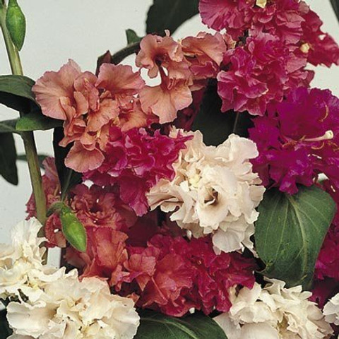 clarkia elegans double