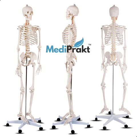 MediPrakt | 180 CM HUMAN SKELETON MODEL | Life Size | Unbreakable PVC ...