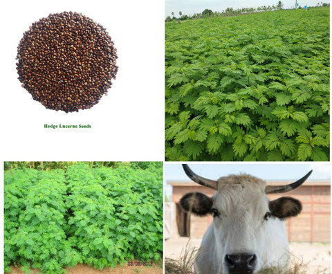 SRI SAI FORESTRY Hedge Lucerne (Dashrath Grass) Animal Fodder for Goat ...