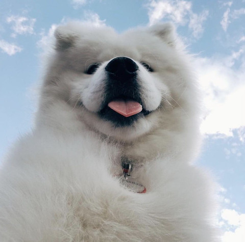 samoyed wallpaper