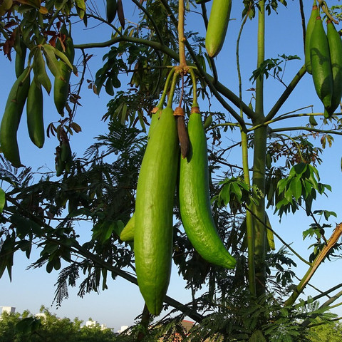 semal tree fruit