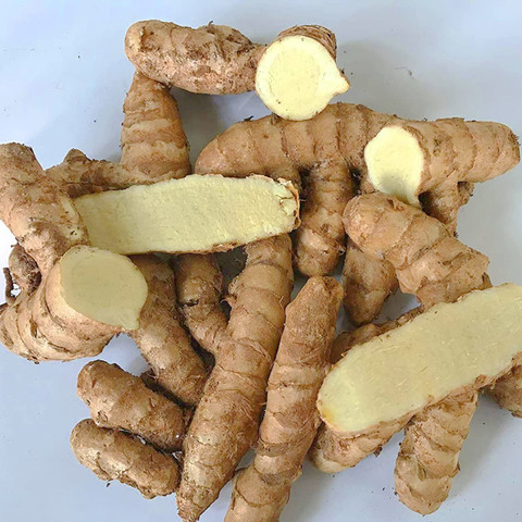 curcuma aromatica