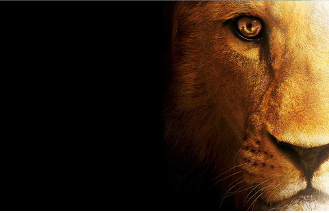 lion computer background