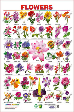 carnation marathi name