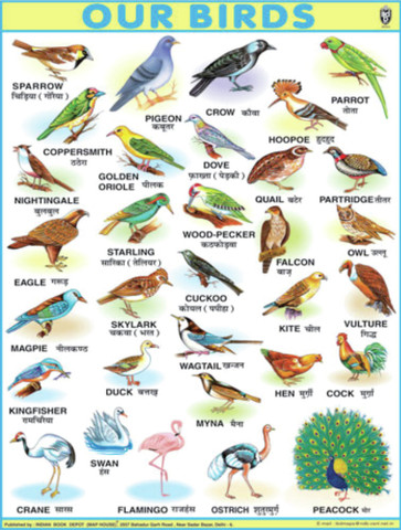 birds chart paper