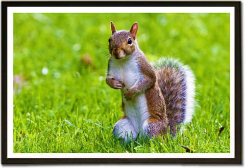 cute squirrel wallpaper