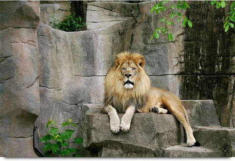 sitting lion