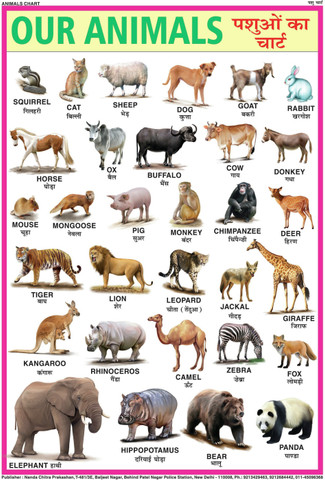 animals chart