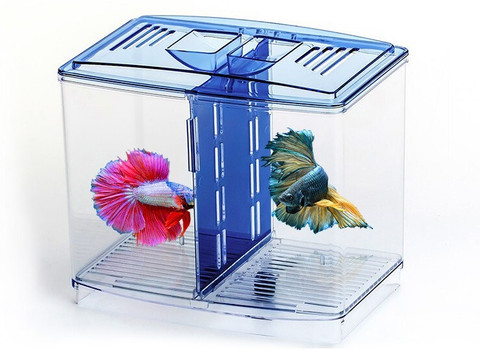 fighter fish tank