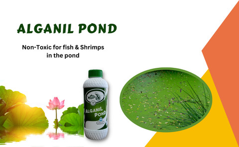 pond algae killer